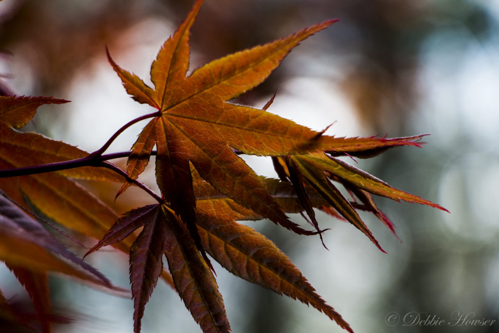 Portfolio | Litchfield Photography - Freelance Photographer in ...