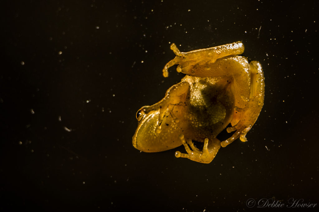 Portfolio | Litchfield Photography - Freelance Photographer in ...