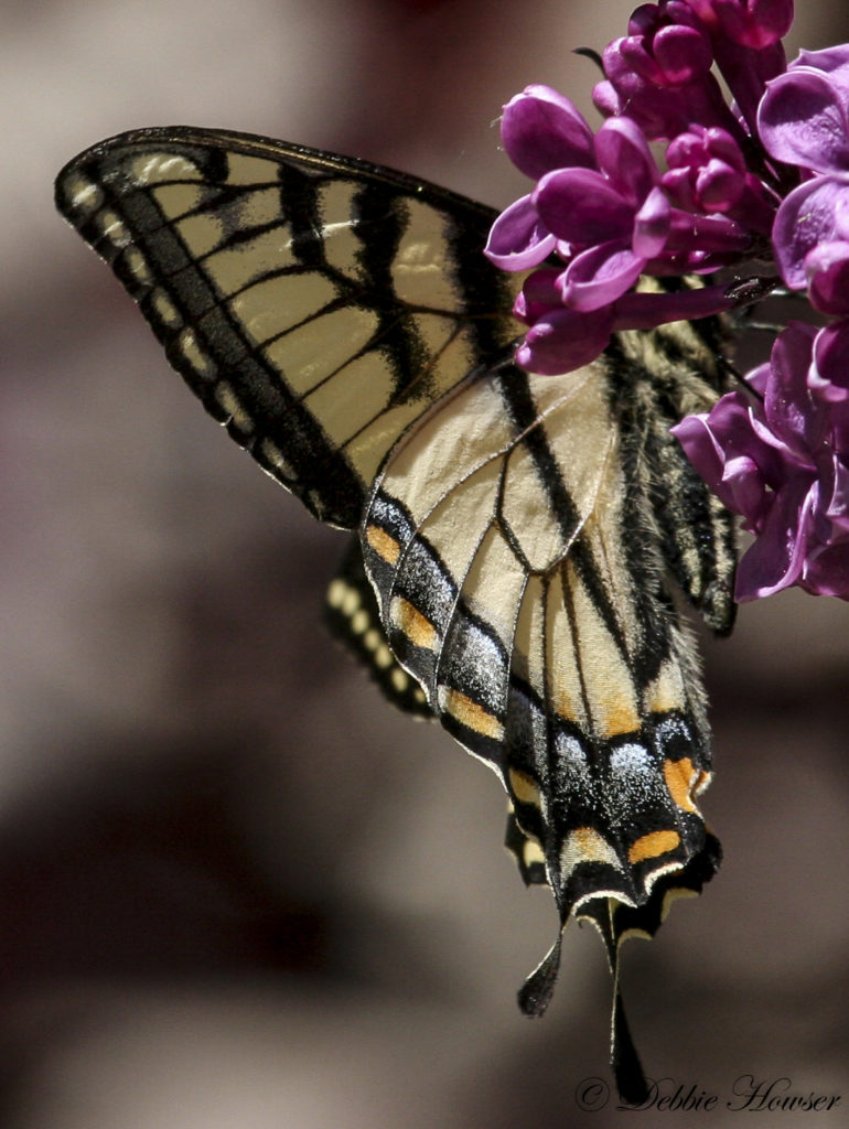 Portfolio | Litchfield Photography - Freelance Photographer in ...